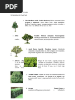 Los 20 Árboles Más Comunes de Xalapa | PDF | melocotón | Arboles