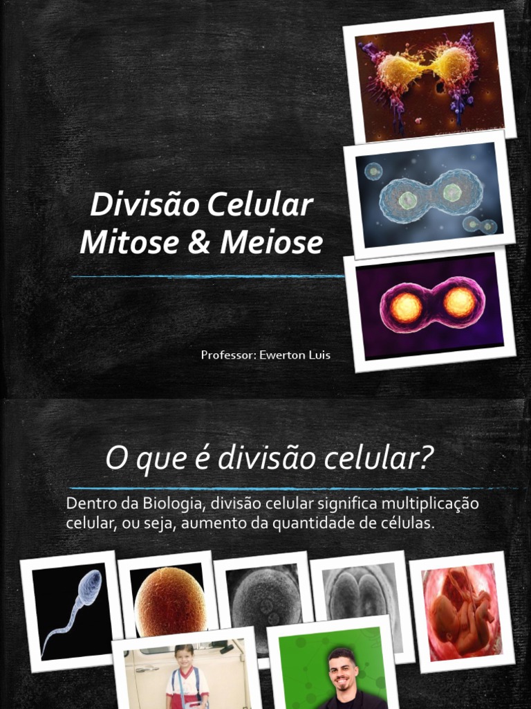 Aula 1 Mitose Meiose Pdf Meiose Mitose