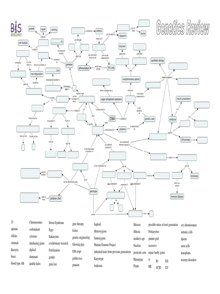 Genetics Concept Map A3 | PDF