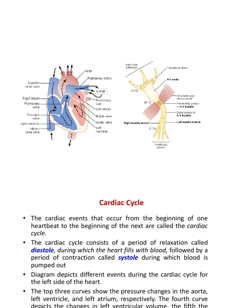Cardiac Cycle Events & Phases | PDF | Heart Valve | Ventricle (Heart)