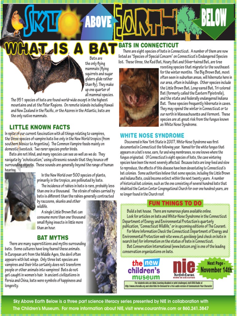 Bats | PDF | Bat | Zoology