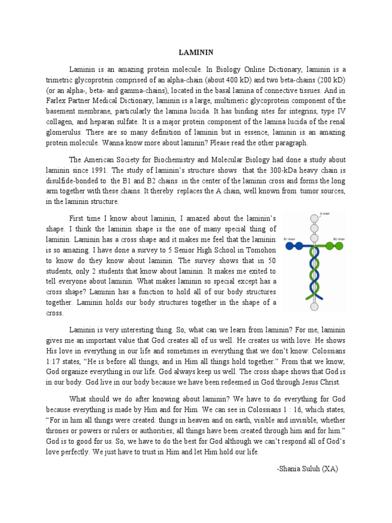 Laminin Protein Structure and Amazing Cross Shape | PDF | Biochemistry ...
