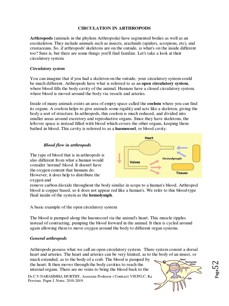 Circulation in Arthropods | PDF | Circulatory System | Heart