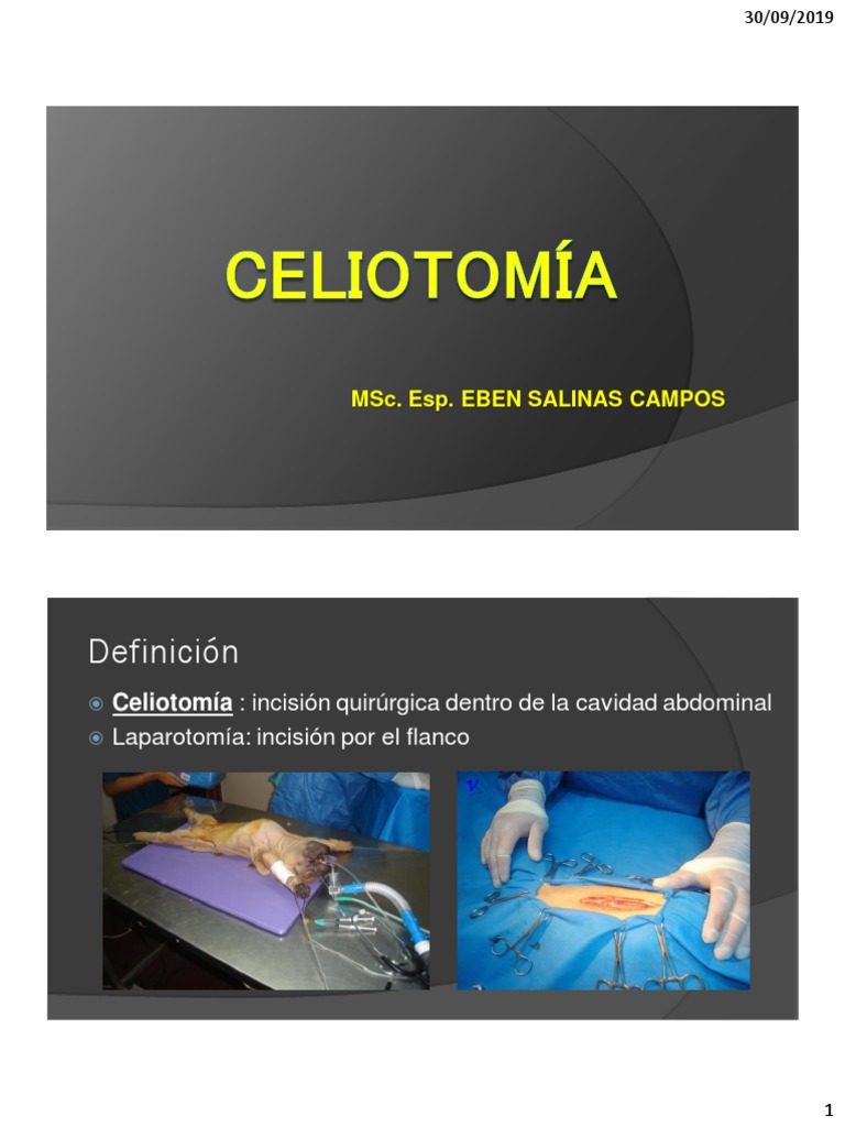 Celiotomia - PDF Versión 1 | PDF | Abdomen | Anatomia animal