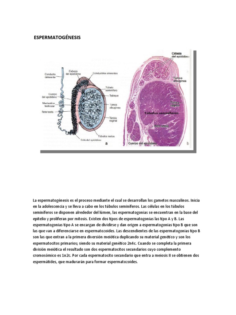 ESPERMATOGÉNESIS | PDF | Anatomia animal | Sistema Reproductor Mamífero