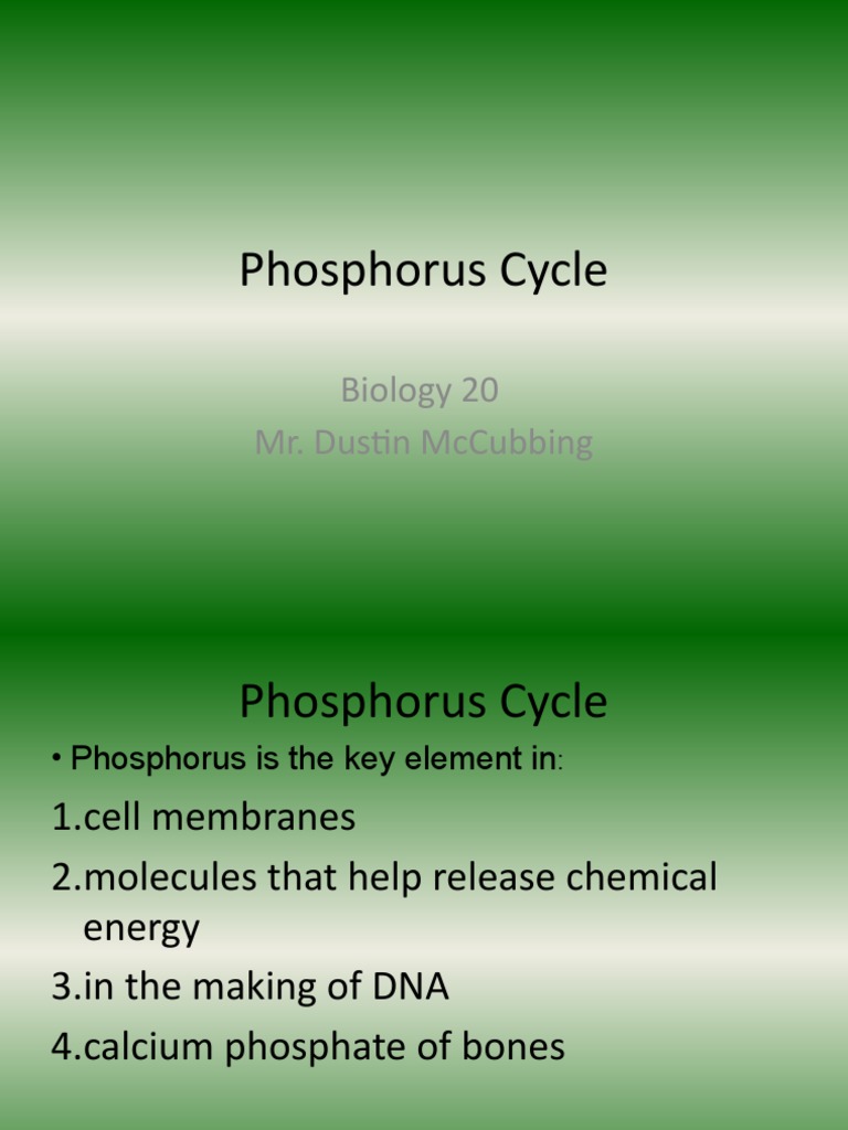 Phosphorus Cycle: Biology 20 Mr. Dustin Mccubbing | PDF | Decomposition ...