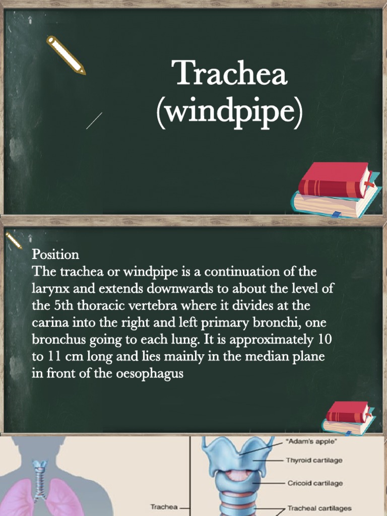 Trachea (Windpipe) | PDF | Anatomy | Human Anatomy