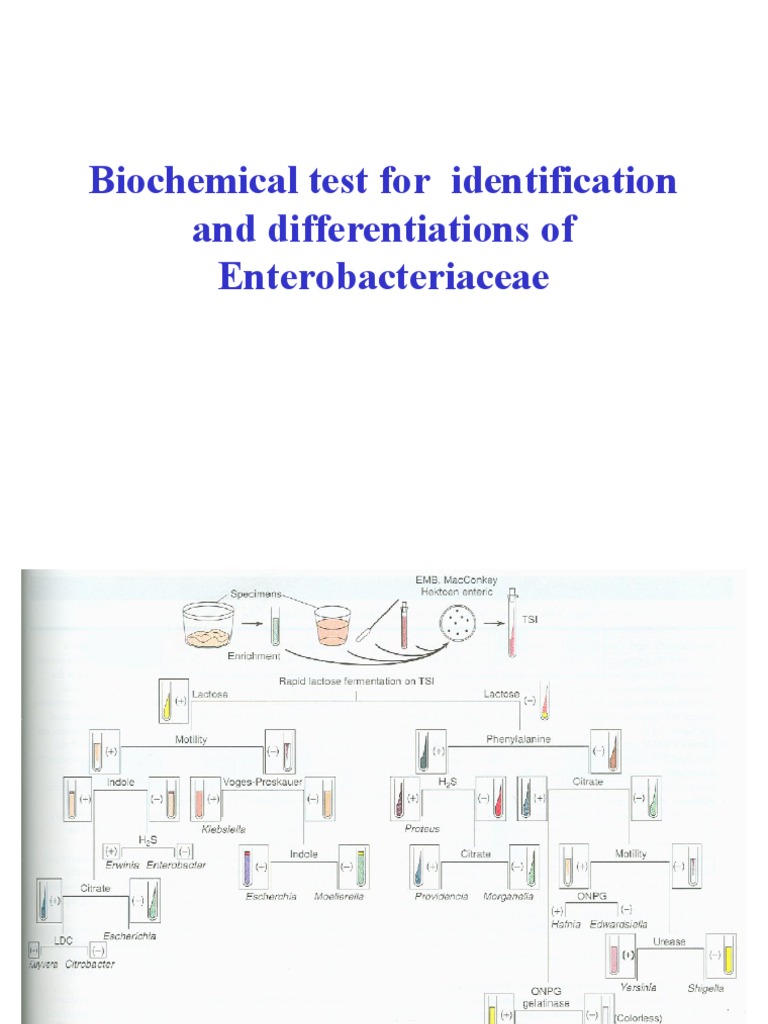 Biochemical Test For Identification and Differentiations of ...
