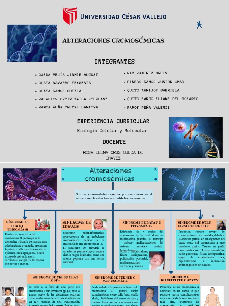 Mapa Conceptual ALTERACIONES CROMOSOMICAS | PDF | Nucleo celular | Enfermedades y trastornos humanos