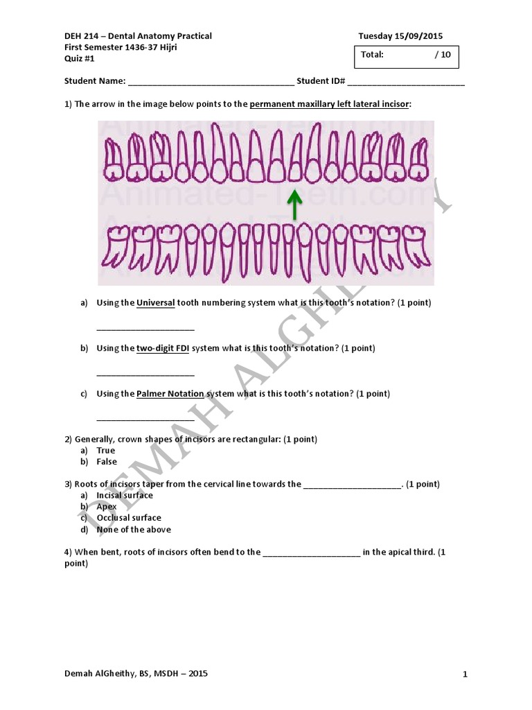 Dental Anatomy Quiz 1 SW | PDF | Human Head And Neck | Mouth