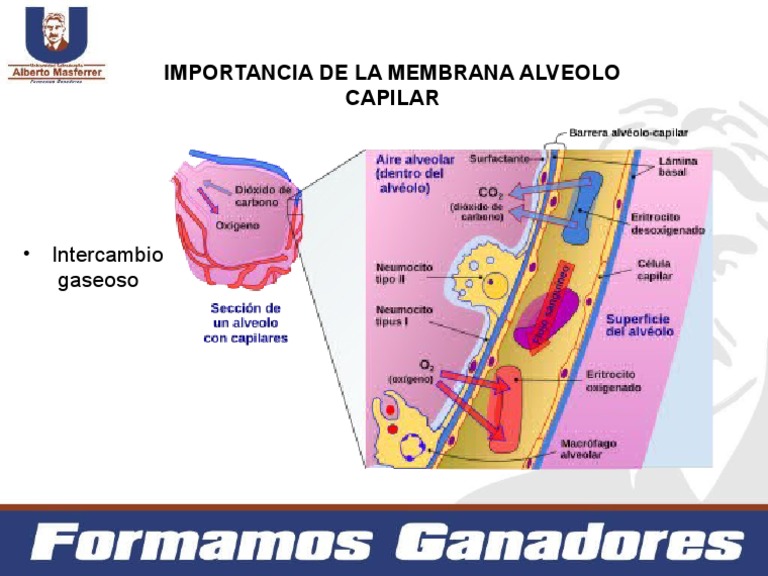 Importancia de La Membrana Alveolo Capilar | PDF