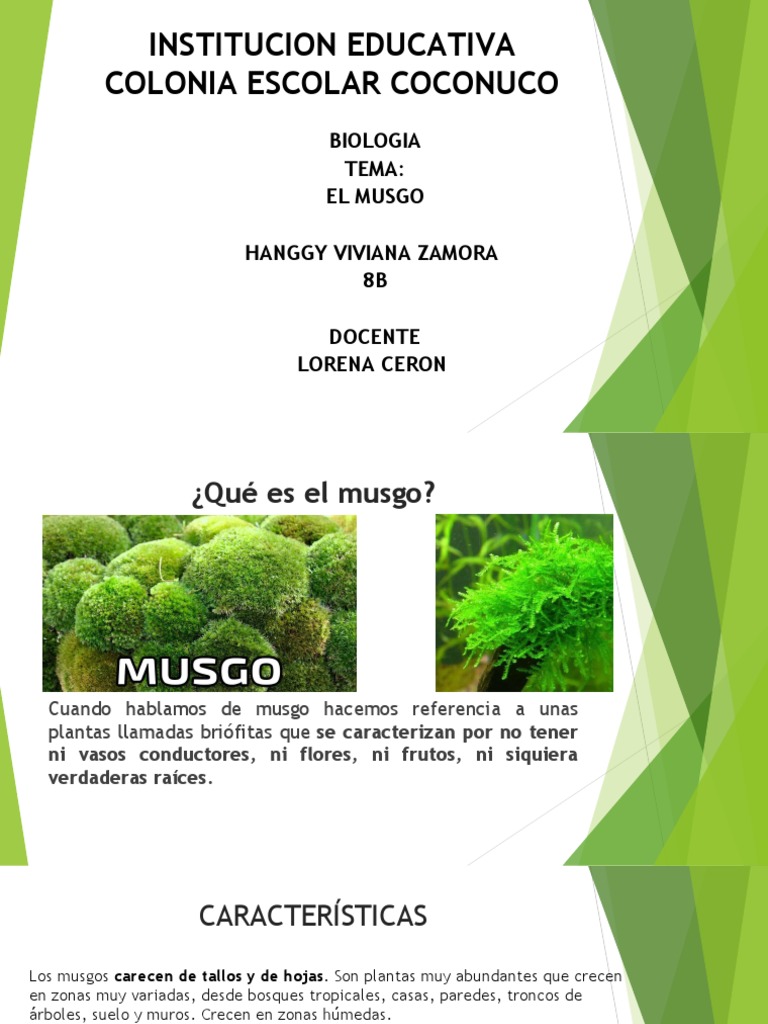 El Musgo | PDF | Musgo | Botánica