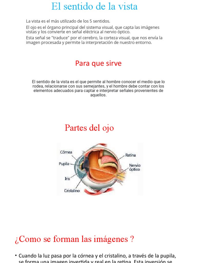 El Sentido de La Vista | PDF | Ojo humano | Percepción visual