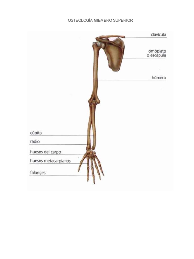 Osteología del Miembro Superior | PDF | Abdomen | Anatomía humana
