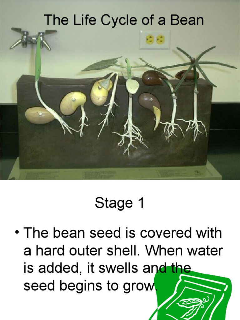 The Life Cycle of A Bean | PDF