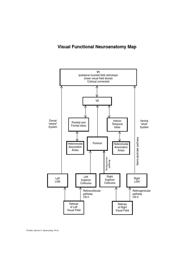 Visual Functional Neuroanatomy Map: © 2000, Dennis P. Swiercinsky, PH.D ...