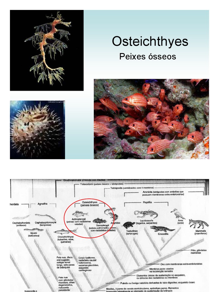 Osteichthyes | PDF | Zoologia | Organismos