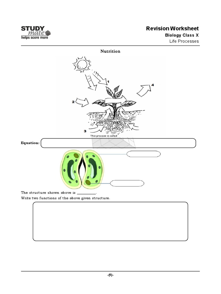 Bio 10th - Life Processes - Revision Worksheet | PDF | Digestion ...