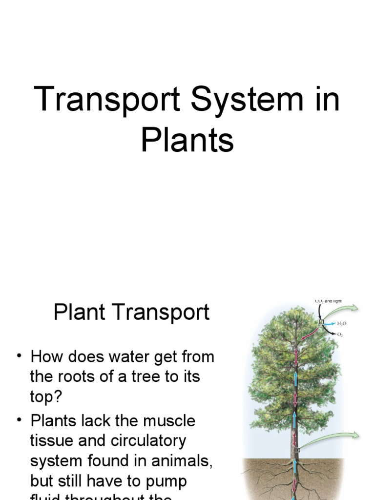 Transport System in Plants | PDF | Osmosis | Biology