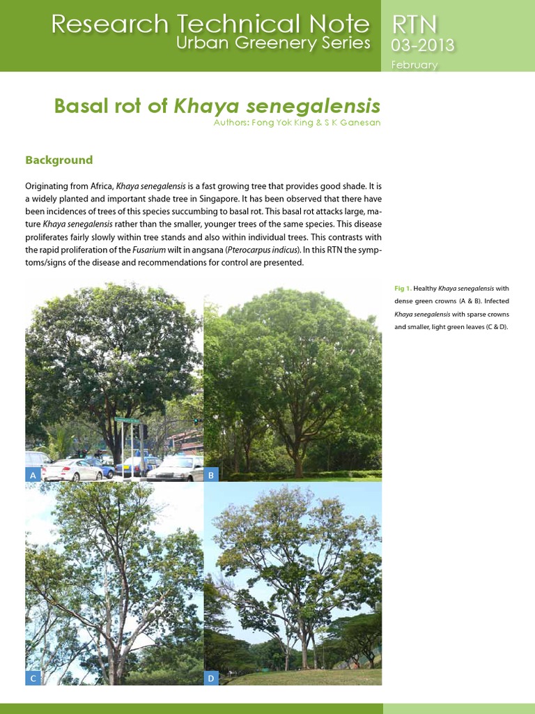 RTN 03-2013 - Basal Rot of Khaya Senegalensis | PDF | Trees | Root