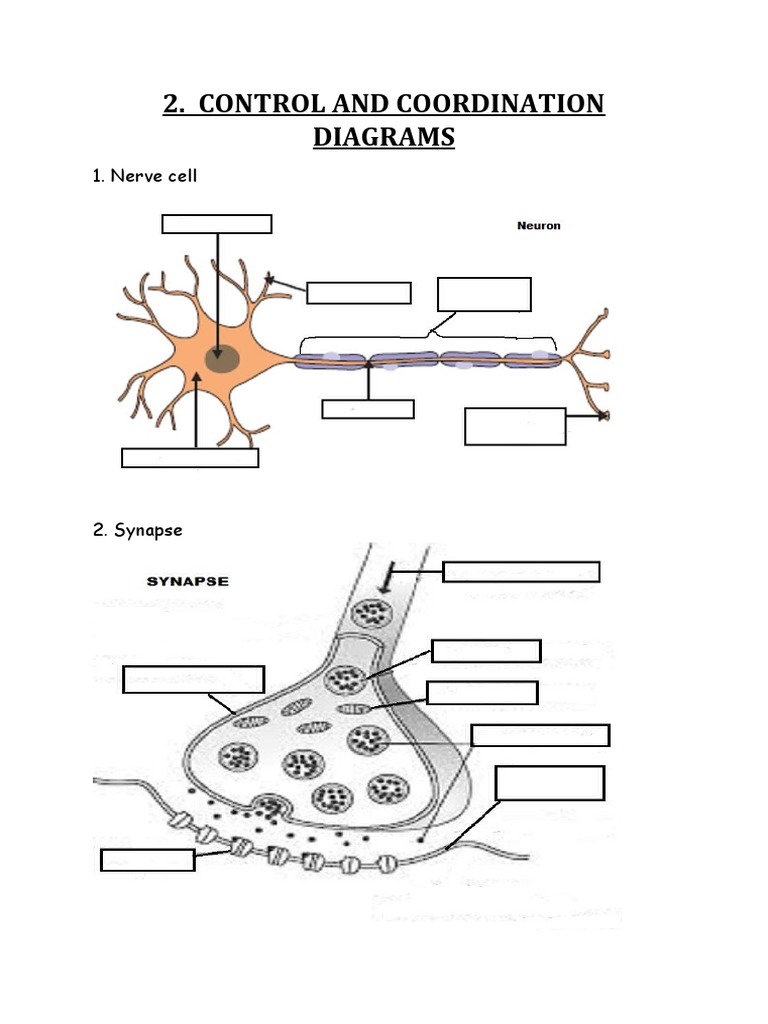 Control and Coordination Diagrams | PDF