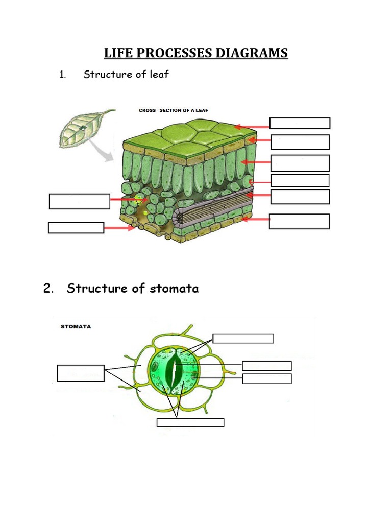Life Processes and Systems Diagrams | PDF