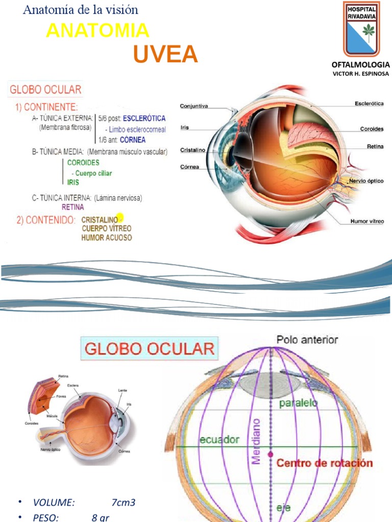 Anatomia de La Uvea | PDF | Ojo humano | Oftalmología