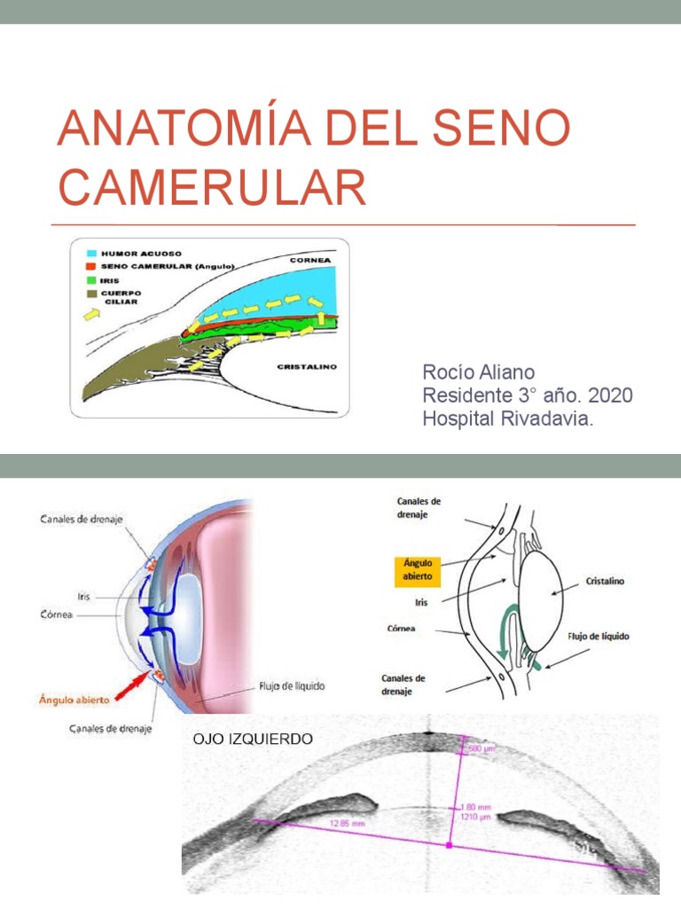 Anatomía Del Seno Camerular | PDF | Glaucoma | Visión