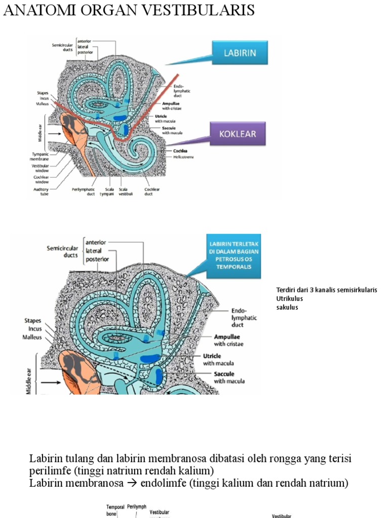 Anatomi Vestibular | PDF