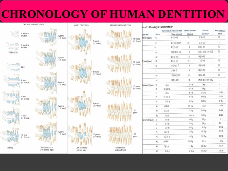 Chronology of Human Dentition | PDF