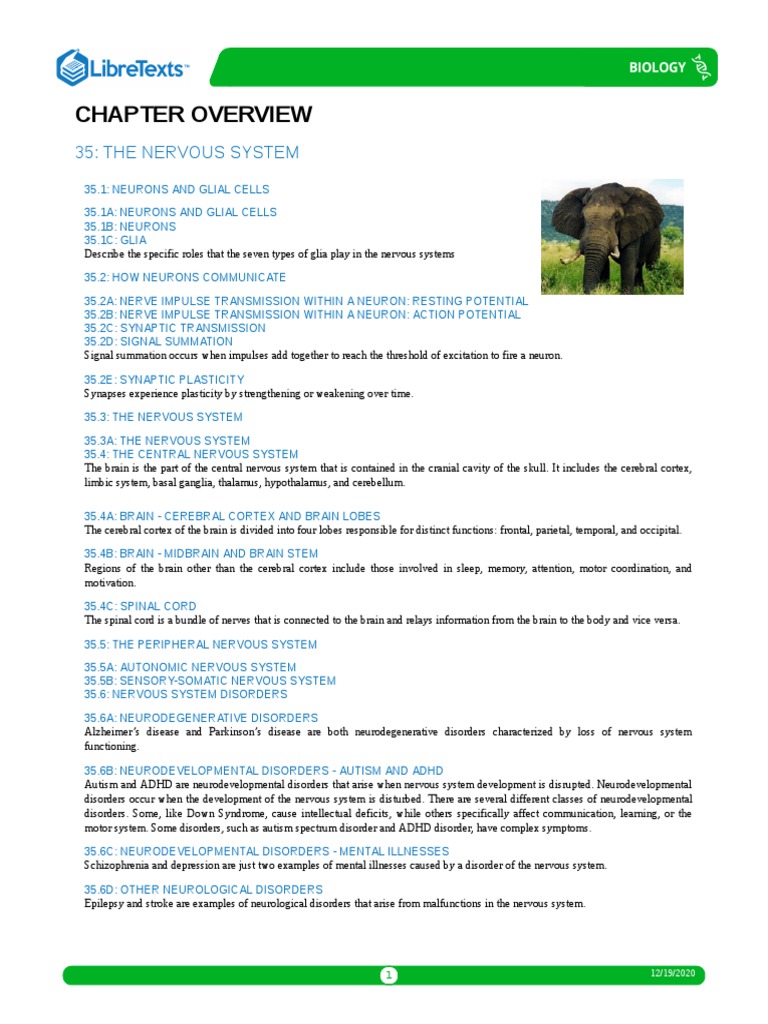 Chapter Overview: 35: The Nervous System | PDF | Central Nervous System ...