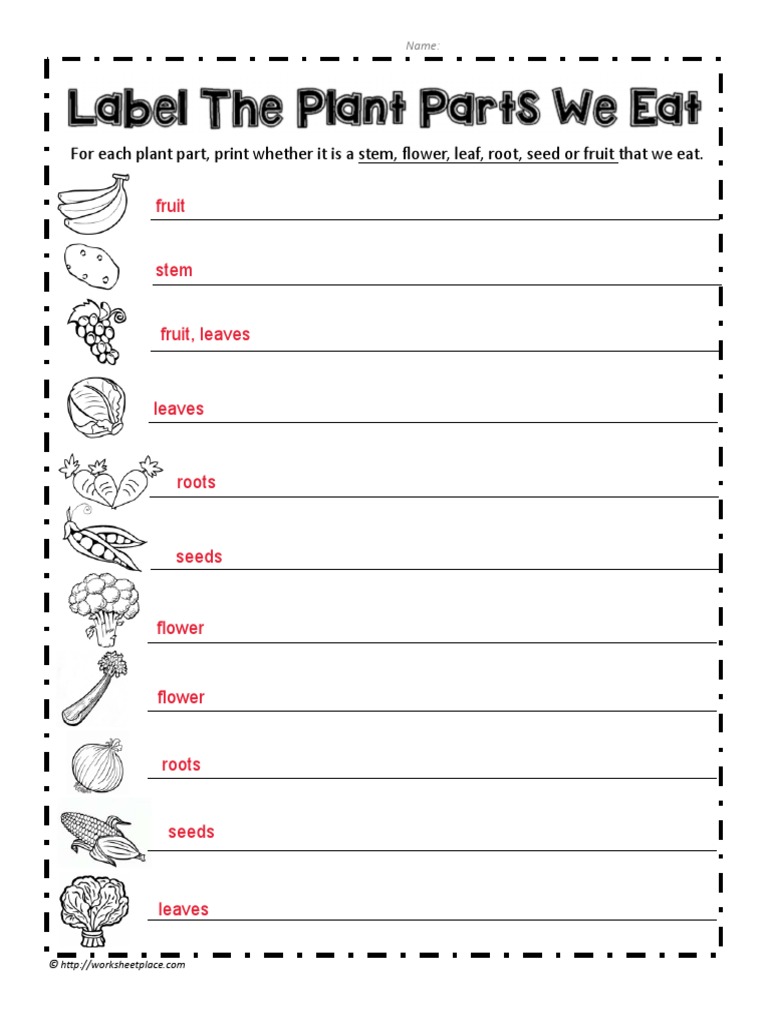 Plant Parts We Eat Worksheet | PDF