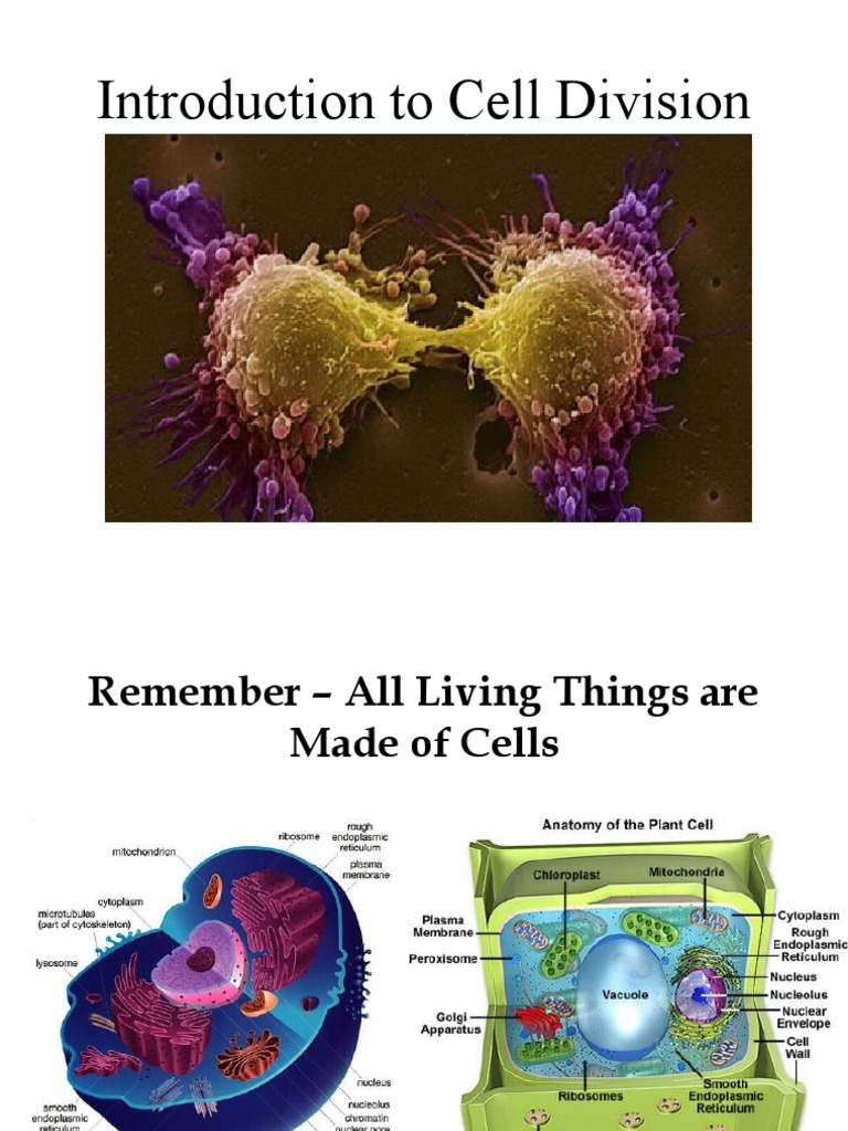 Cell Cycle & Division - Week 4 | PDF | Meiosis | Mitosis