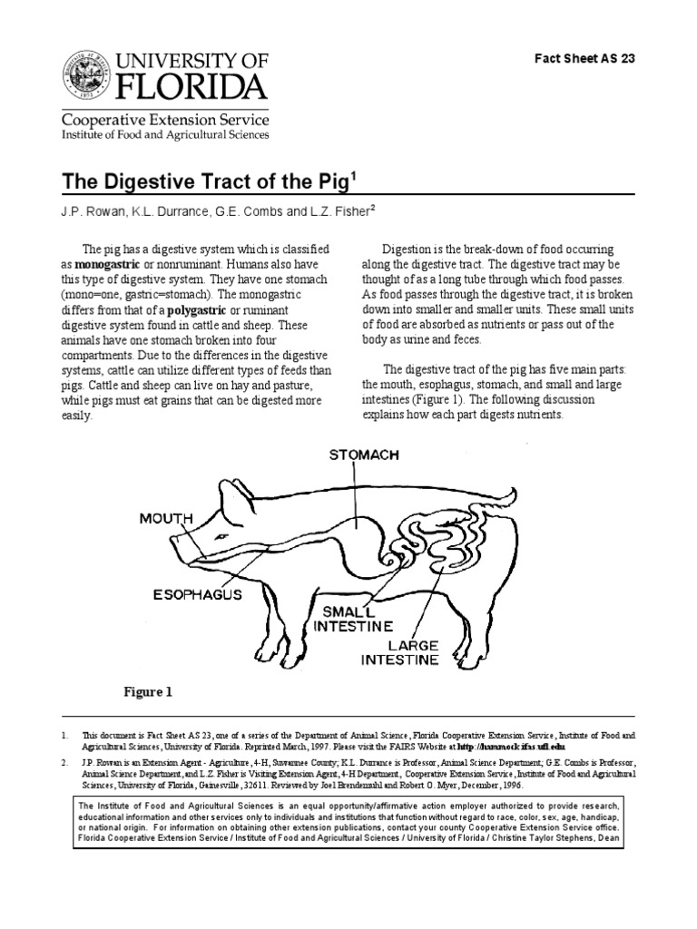 Swine Digestive System | PDF