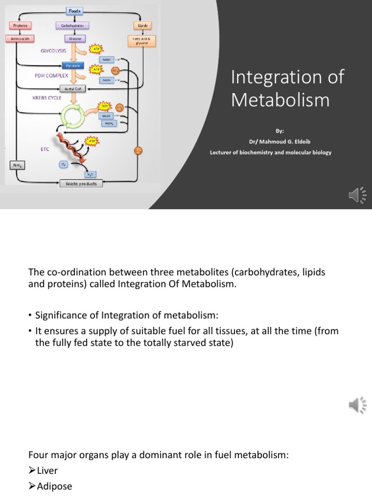 Lecture (9) Integration of Metabolism | PDF | Insulin | Metabolism