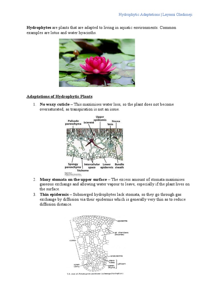 Biology - Hydrophytic Adaptations | PDF