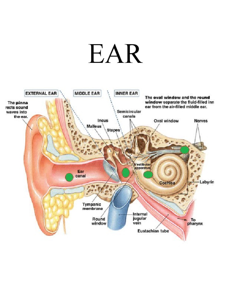 Anatomy Ear | PDF | Ear | Auditory System