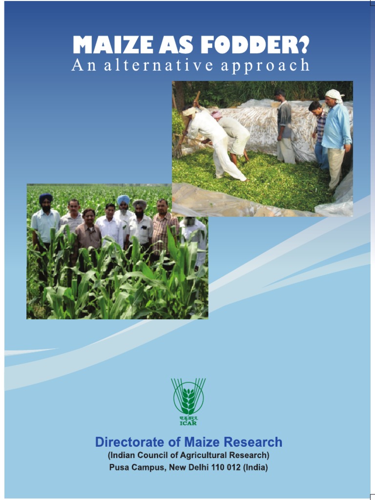 Maize As Fodder | PDF | Maize | Fodder