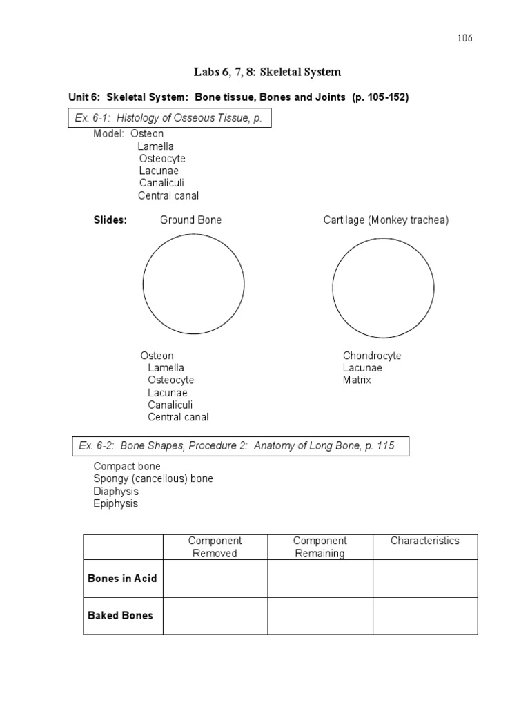 Skeletal Lab | PDF | Vertebra | Skull