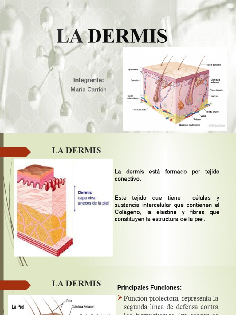 Estructura y funciones de la dermis | PDF