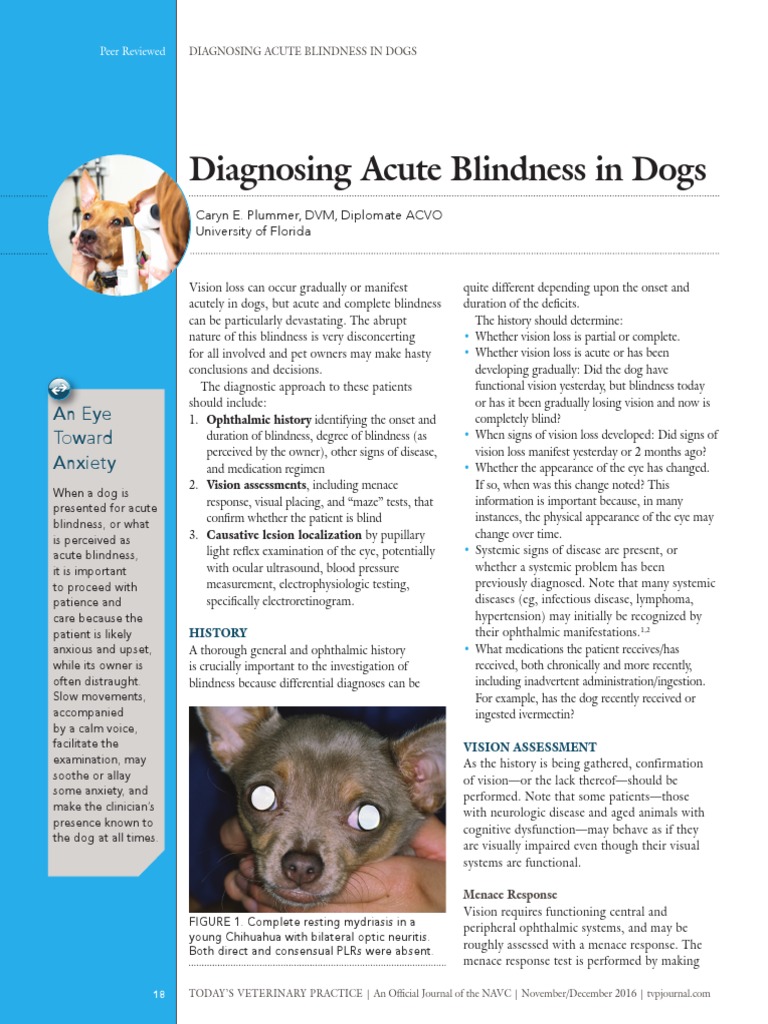 Diagnosing Acute Blindness in Dogs | PDF | Visual System | Glaucoma