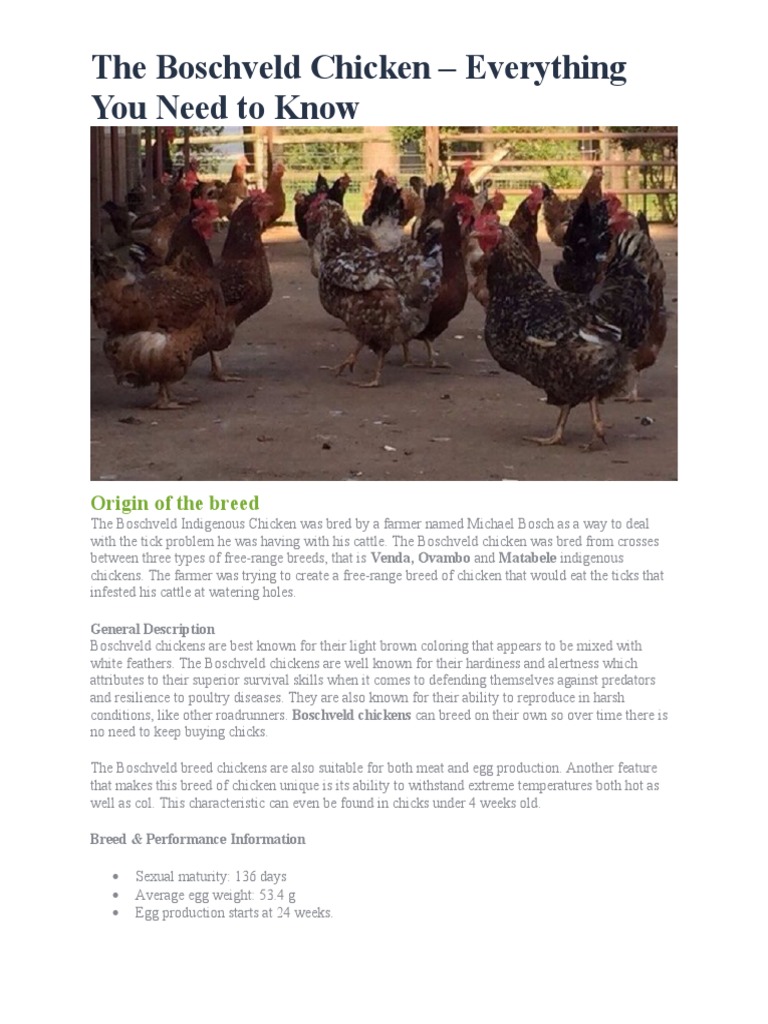 The Boschveld Chicken | PDF | Chicken | Poultry Farming