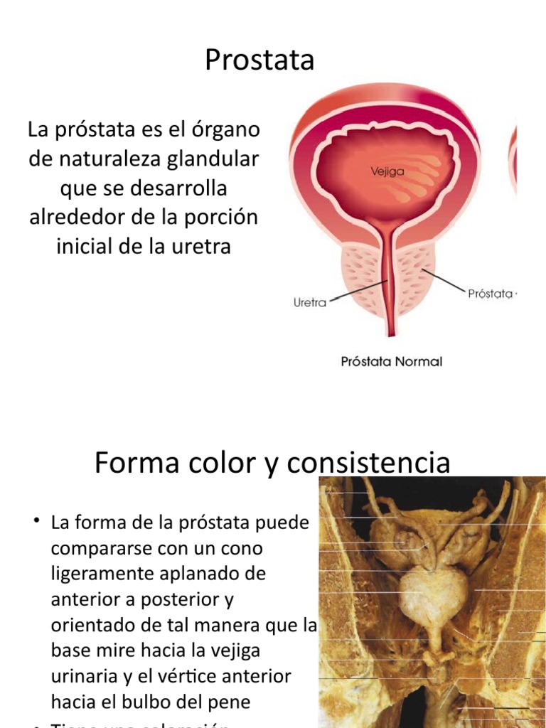 Características anatómicas y relaciones de la próstata | PDF | Vejiga ...