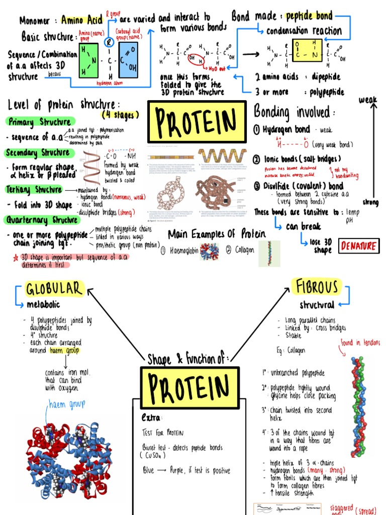 Bonding in Proteins: The Role of Peptide Bonds | PDF | Proteins ...