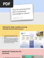 Pet Size o Meter Rabbit | PDF | Obesity | Dieting