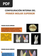 Segundo Molar Superior - Exposición | PDF