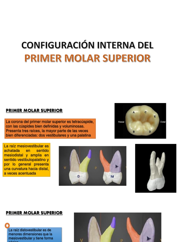 Estructura y Conductos del Primer Molar Superior | PDF | Enseñanza de ...