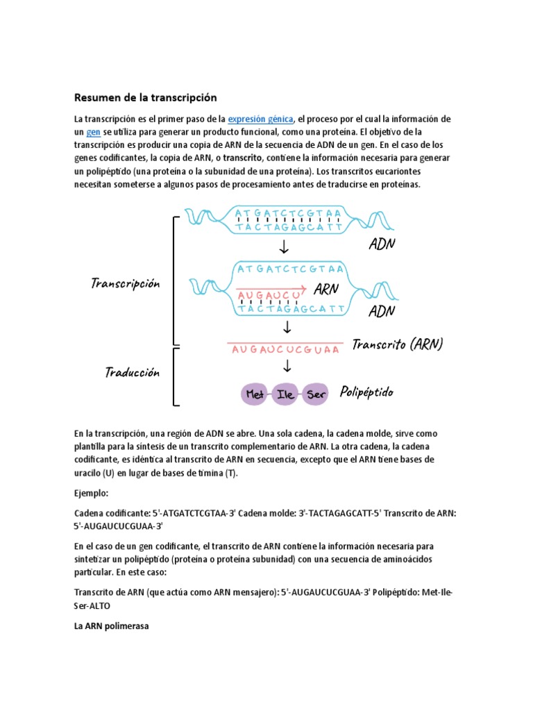 Resumen de la Transcripción del ADN | PDF | Rna | Traducción (biología)