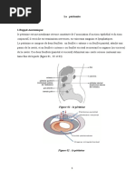 Cours-No 05 - Éventration, Éviscération | PDF | Spécialités médicales ...