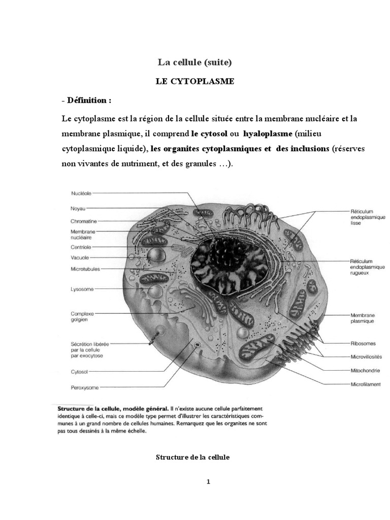 Structure et Fonctions du Cytoplasme | PDF | Cytosol | Cytoplasme